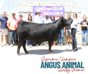 Show Results – Iowa Angus Association