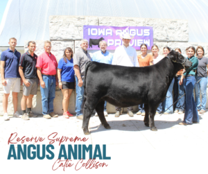 Show Results – Iowa Angus Association