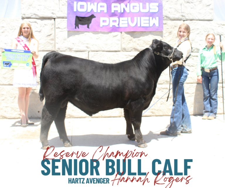 Show Results – Iowa Angus Association