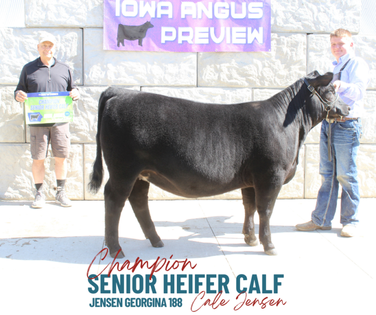 Show Results – Iowa Angus Association