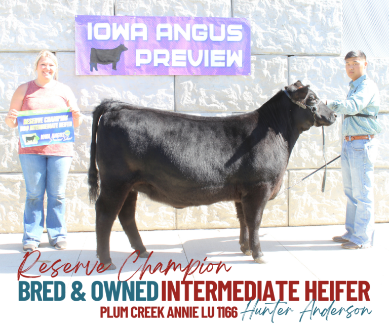 Show Results – Iowa Angus Association