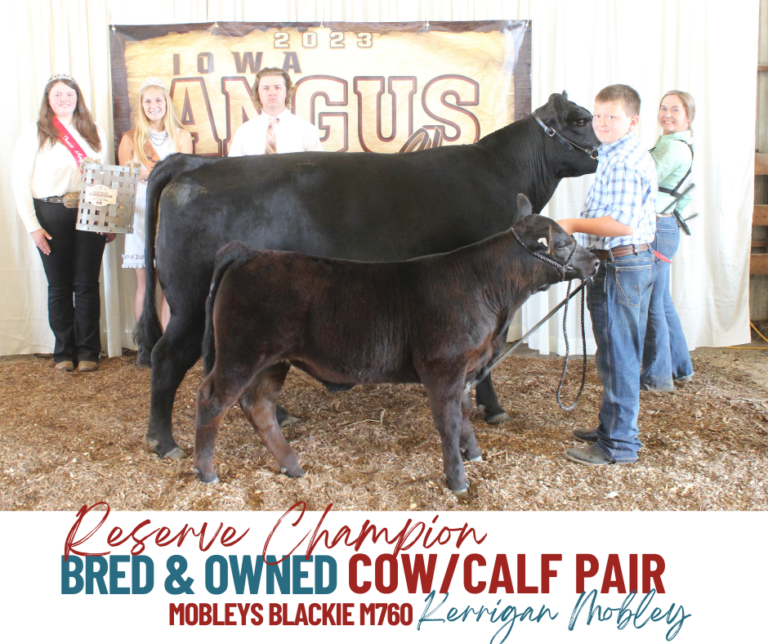 Show Results – Iowa Angus Association