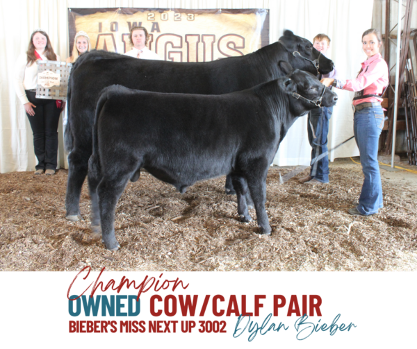 Show Results – Iowa Angus Association