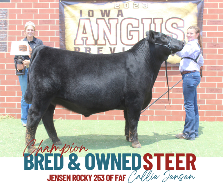 Show Results – Iowa Angus Association